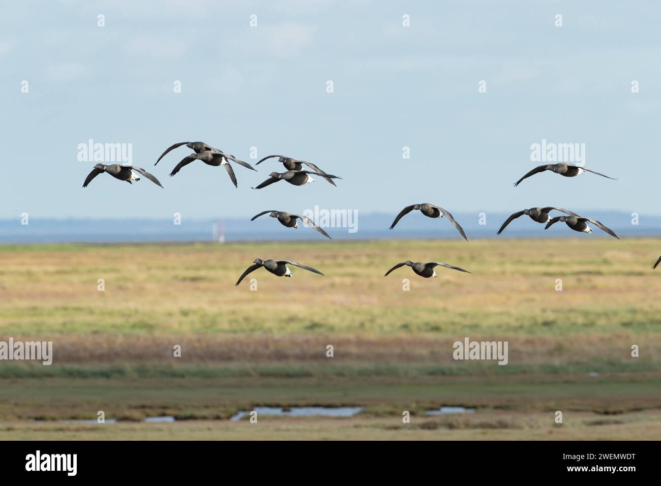 Brent goose (Branta bernicla) adult birds flying in a flock over a ...