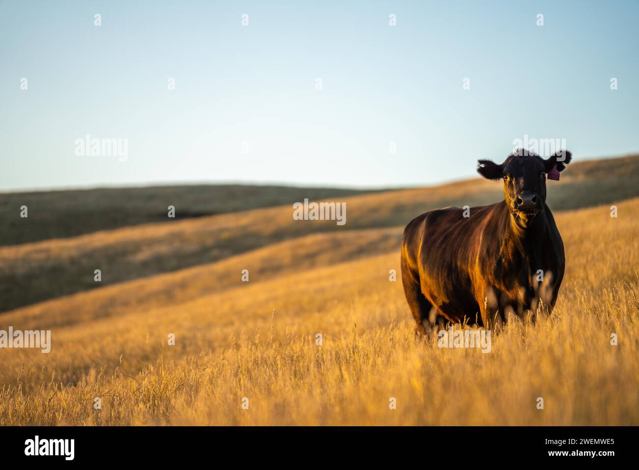 holistic farming of Angus, wagyu, and Murray Grey Cows eating long ...