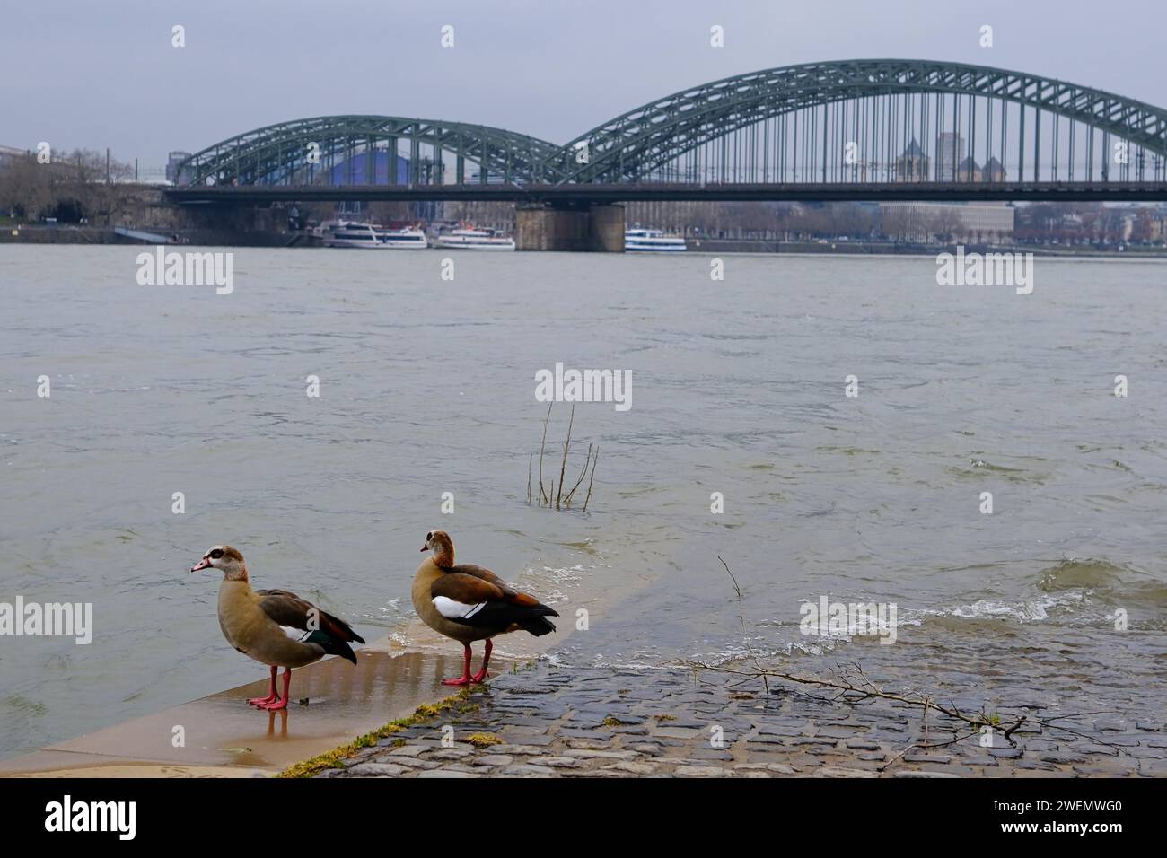 Cologne geese hi-res stock photography and images - Alamy