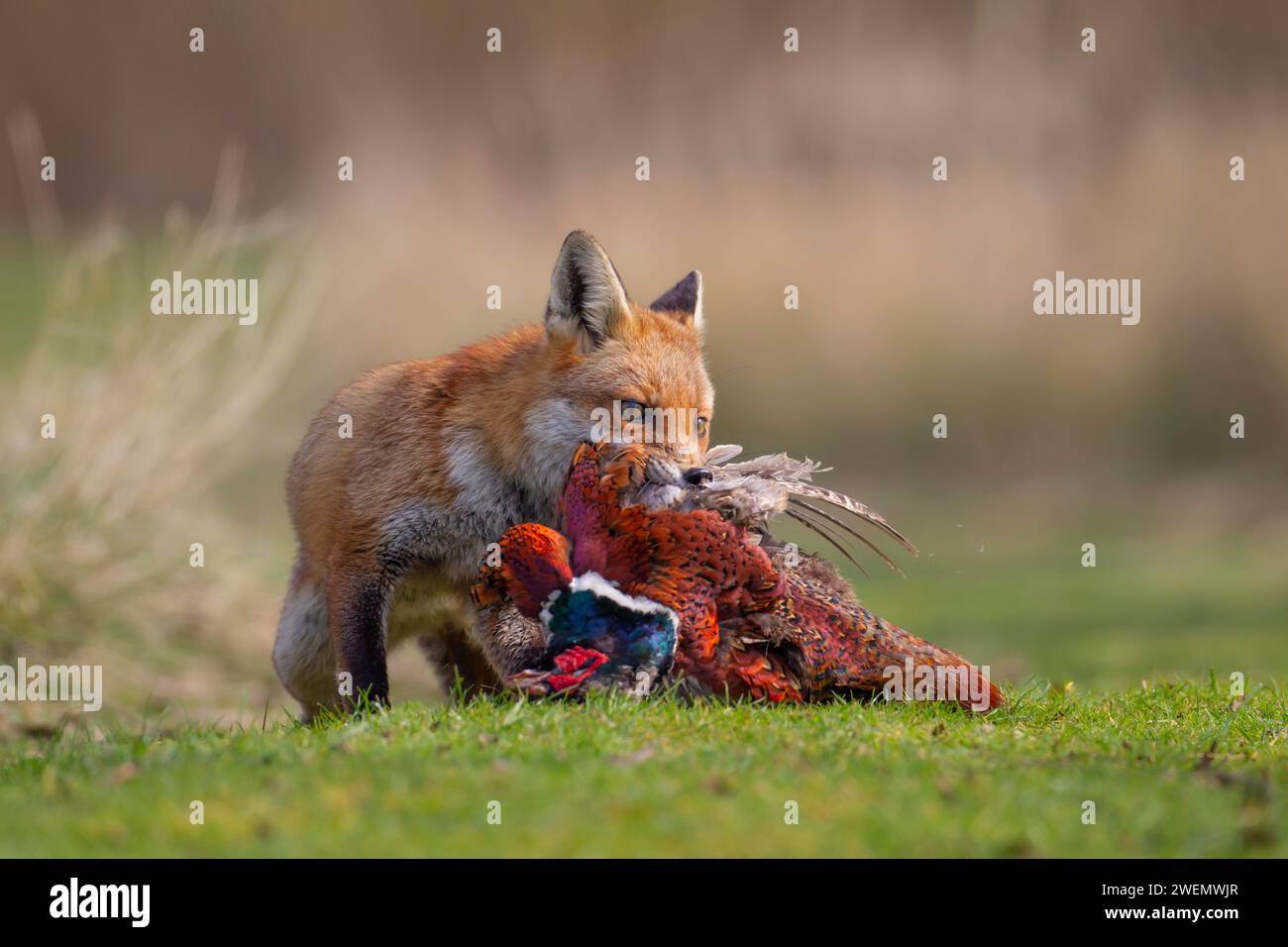 Red fox (Vulpes vulpes) adult animal carrying a dead Common Pheasant ...
