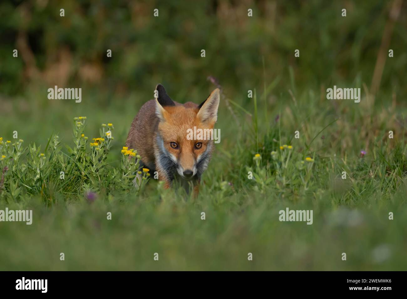 Red fox (Vulpes vulpes) juvenile cub walking through a summertime ...
