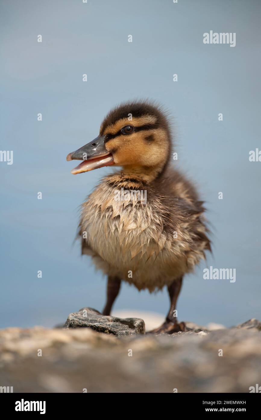 Wild duck brood norfolk hi-res stock photography and images - Alamy