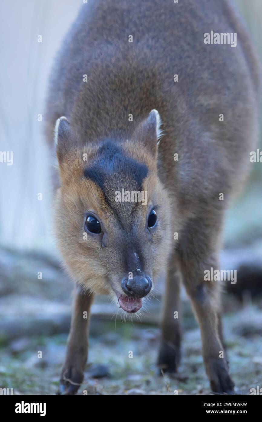 Muntjac deer (Muntiacus reevesi) adult animal head portrait, Suffolk ...