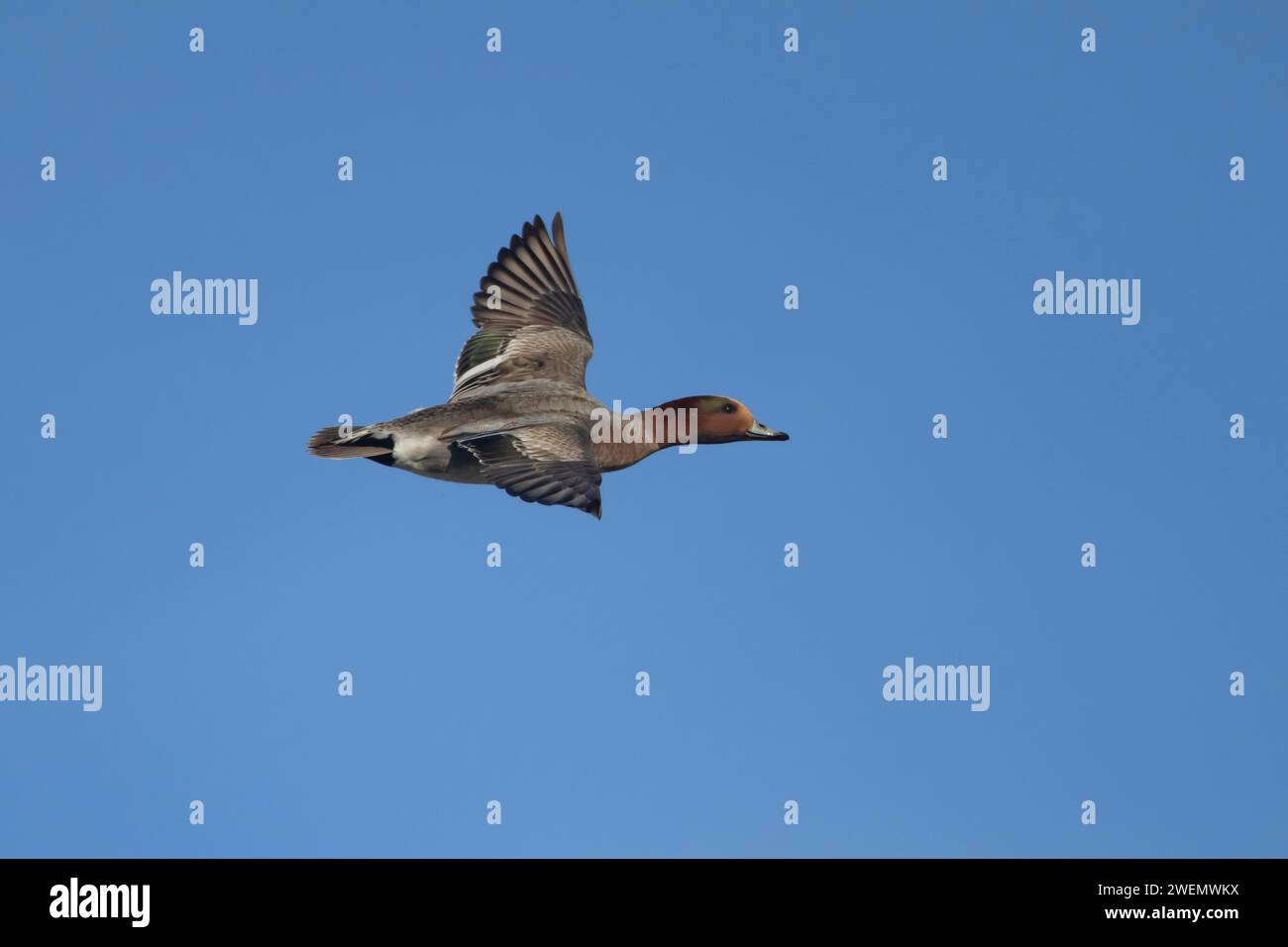 Eurasian wigeon duck (Mareca penelope) adult male bird in flight ...