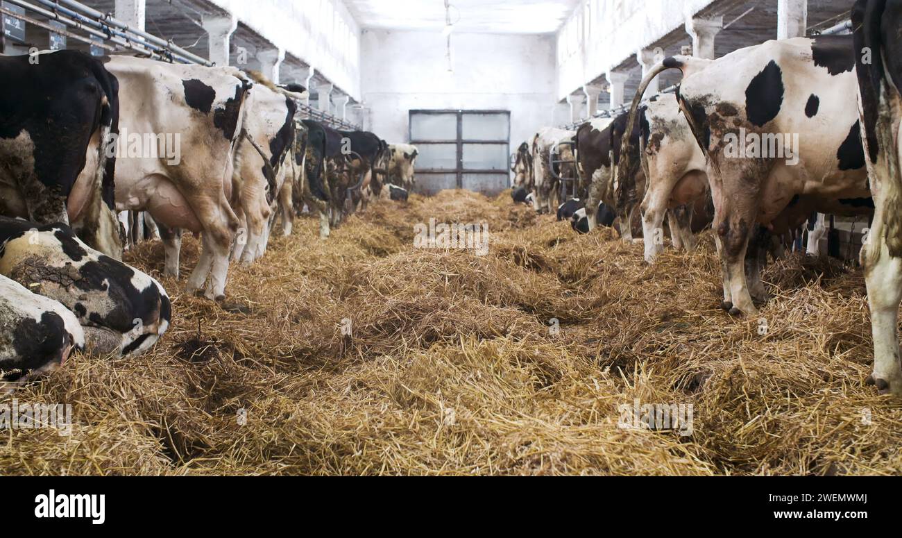 Modern farm barn with milking cows eating hay, Cows feeding on dairy farm Stock Photo - Alamy