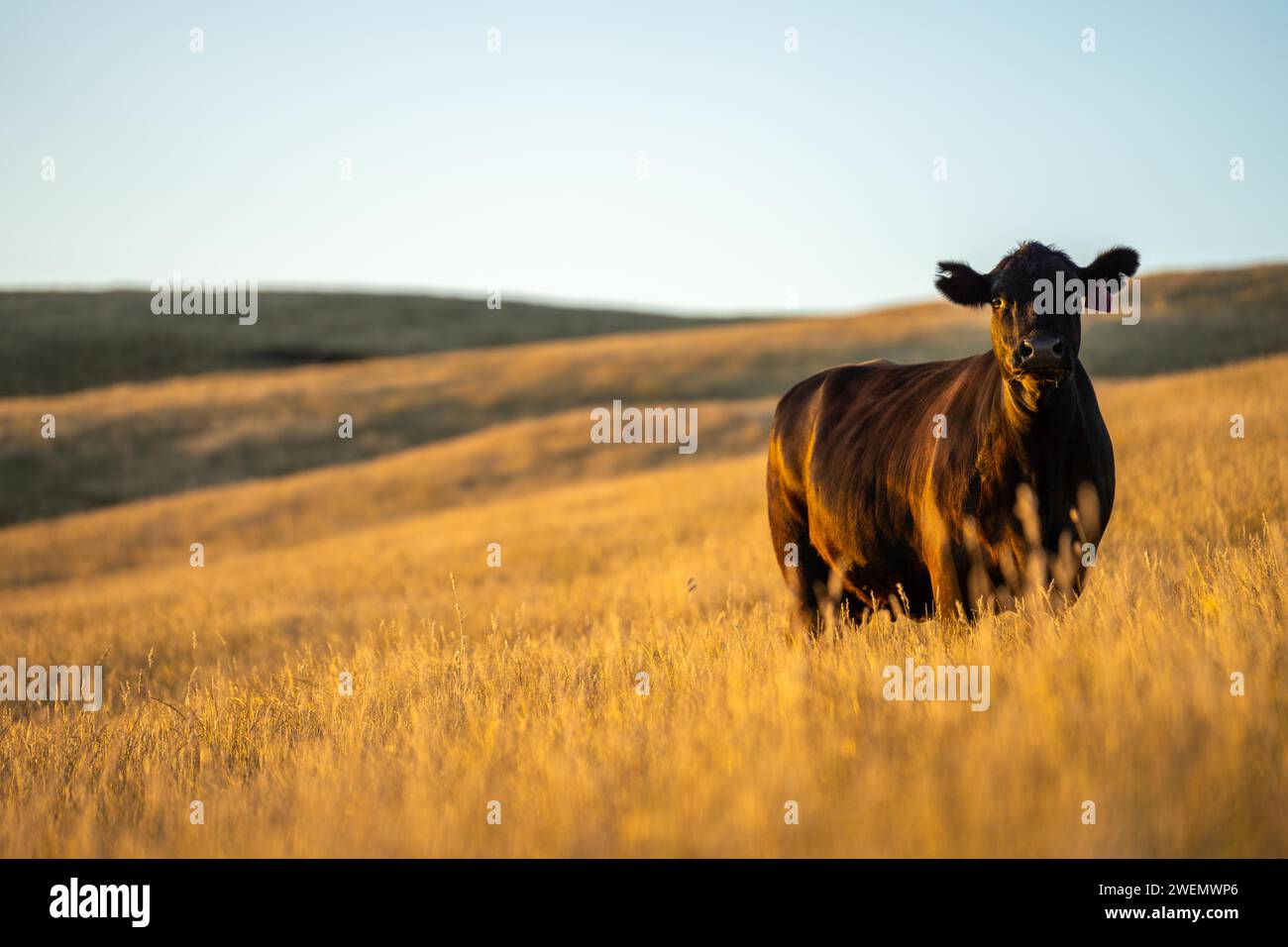 stud wagyu cows and bull in a sustainable agriculture field in summer ...
