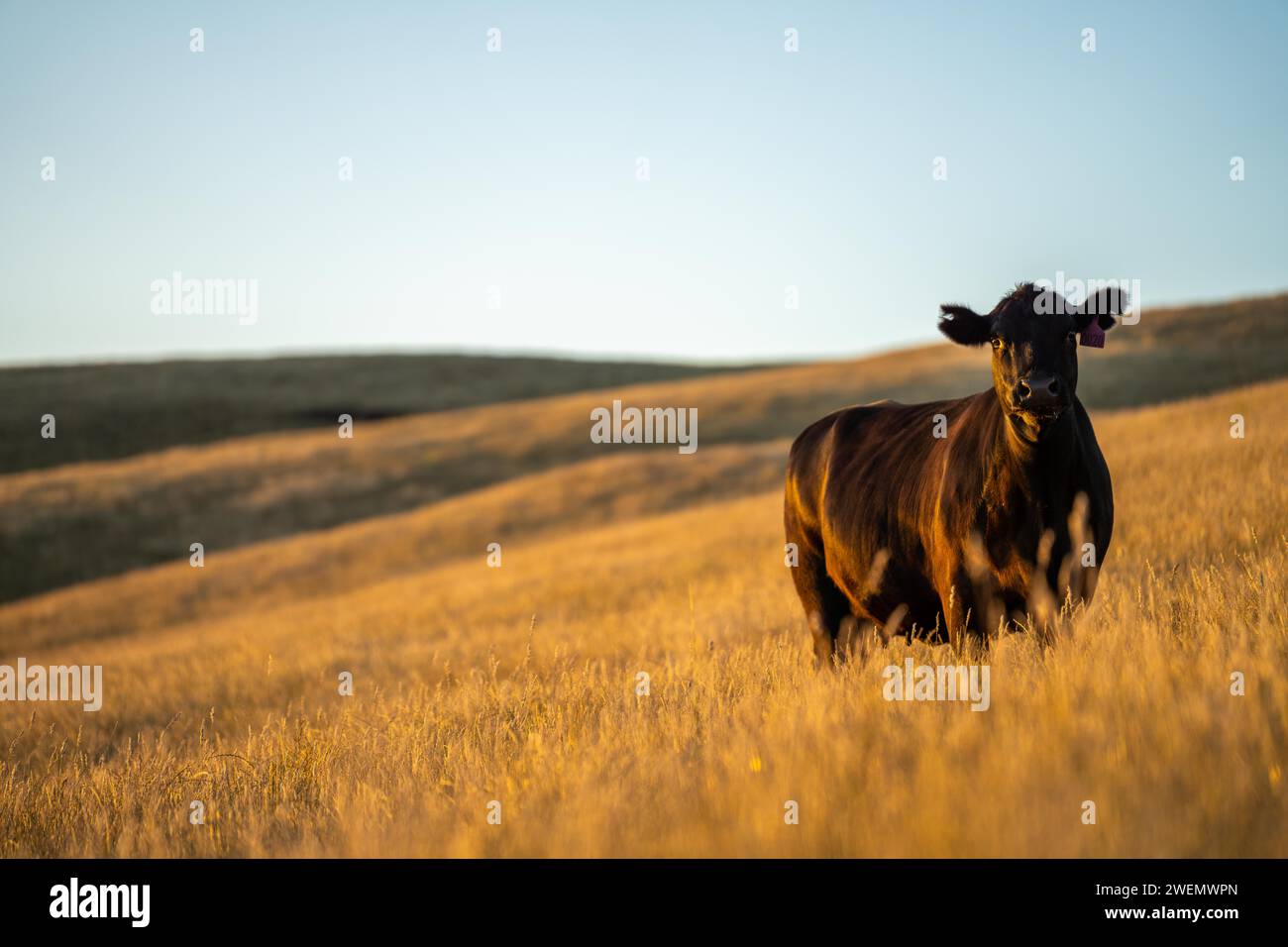 beautiful cows on a farm, beef cattle production in a hot summer, Stud ...