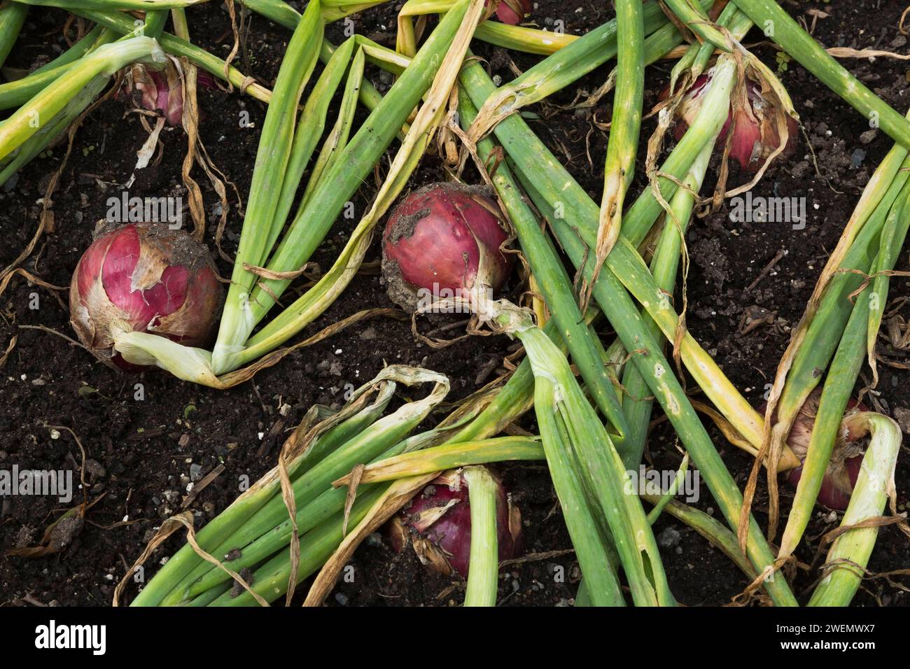 Red Onions (Allium cepa) in vegetable patch in summer, Quebec, Canada ...