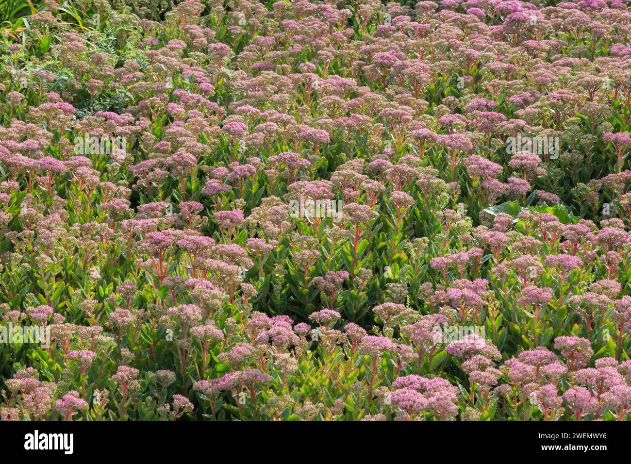 Everlasting Stonecrop (Sedum spectabile) in summer, Quebec, Canada ...