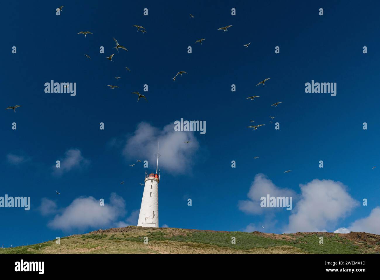 Arctic terns above Reykjanesviti lighthouse, Reykjanes on Baejarfell ...