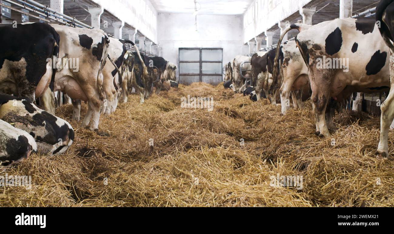 Modern farm barn with milking cows eating hay, Cows feeding on dairy farm Stock Photo - Alamy