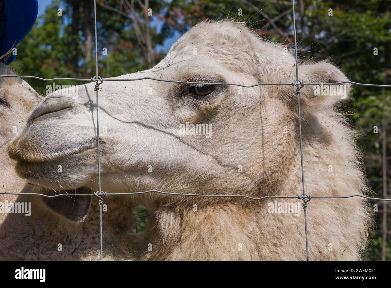 White Camel (Camelus) photographed in captivity through wire mesh fence ...