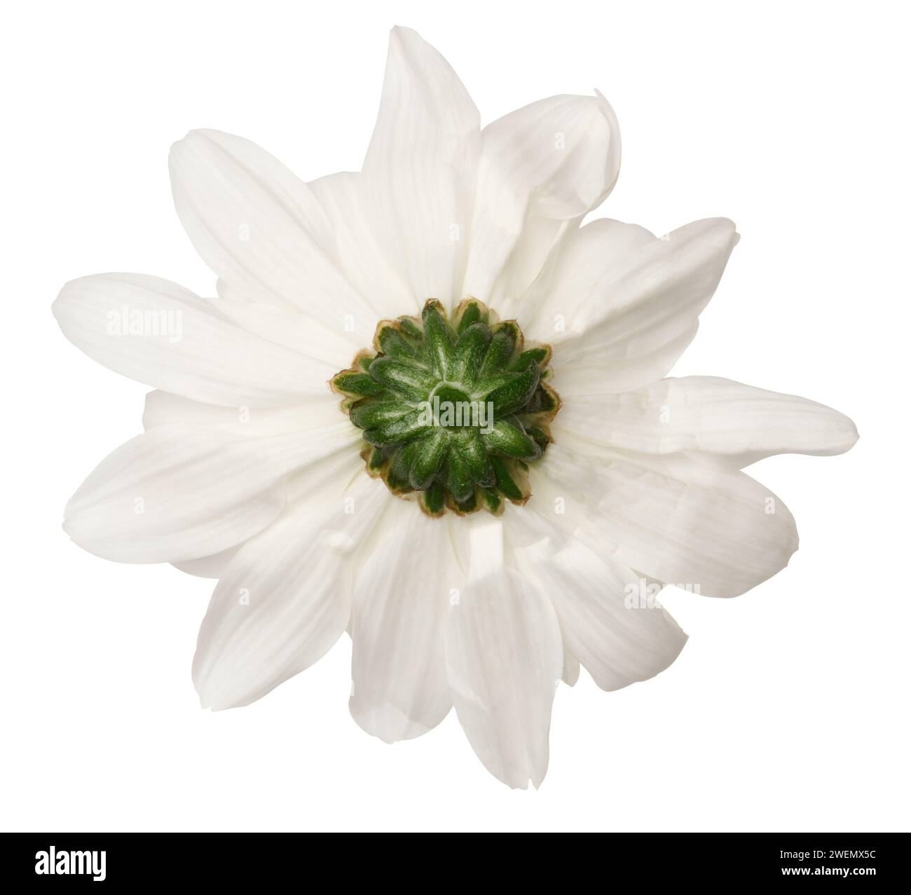 Back side of white chrysanthemum flower on isolated background Stock ...