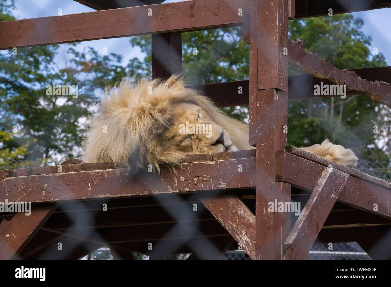 White Lion (Panthera leo) photographed in captivity through wire mesh ...