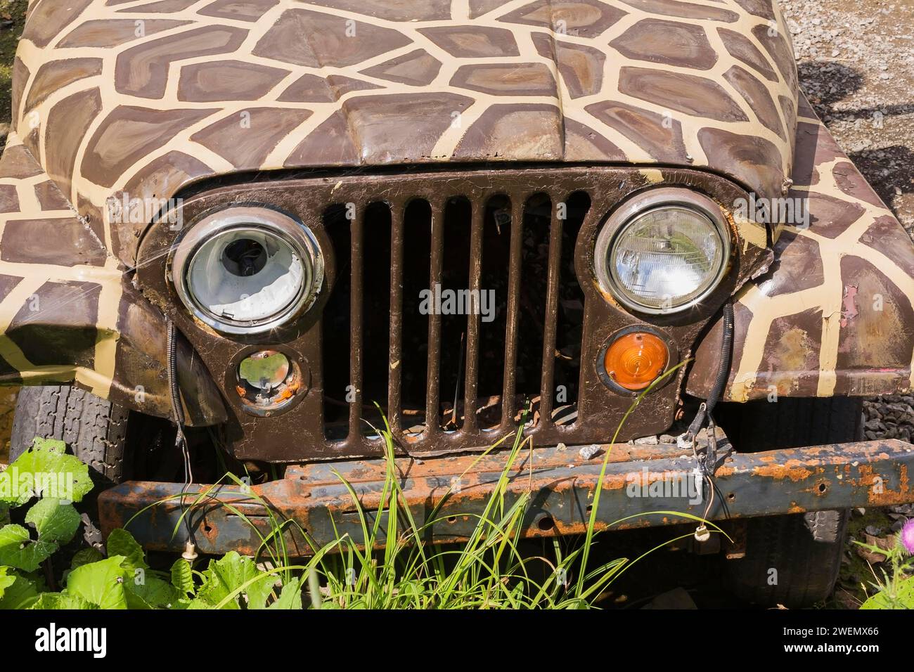 Brown and white camouflage painted safari Jeep with damaged front end ...