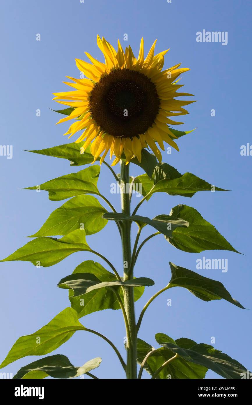 Sunflower (Helianthus annuus) in summer, Quebec, Canada Stock Photo - Alamy
