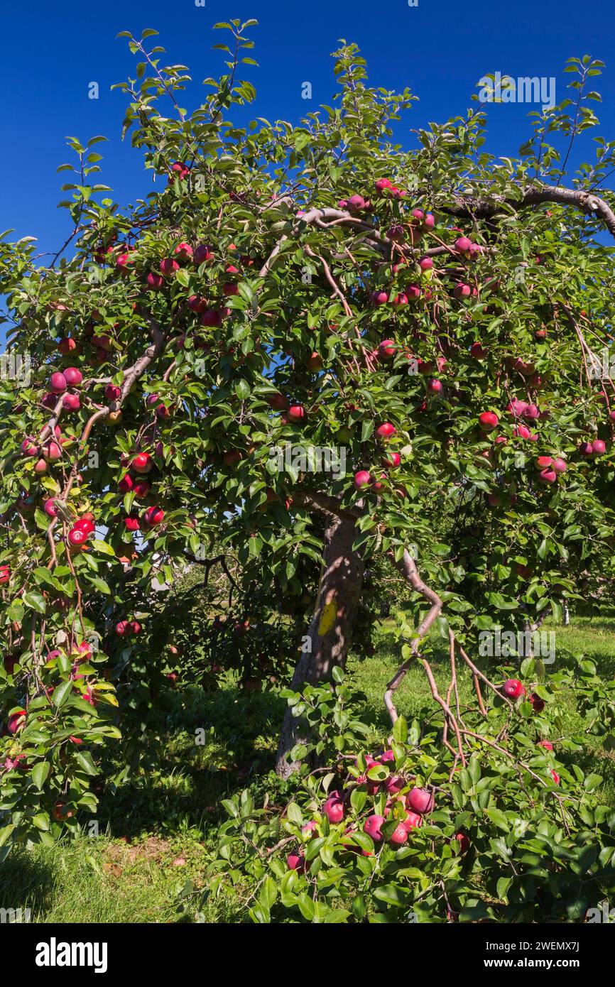 Apple (Malus domestica) tree with red fruit in late summer, Quebec ...