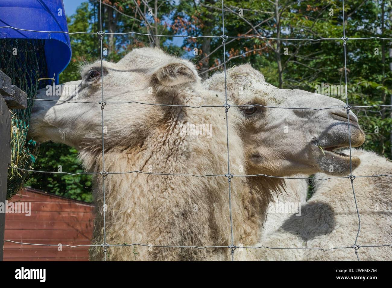 White Camels (Camelus) photographed in captivity through wire mesh ...