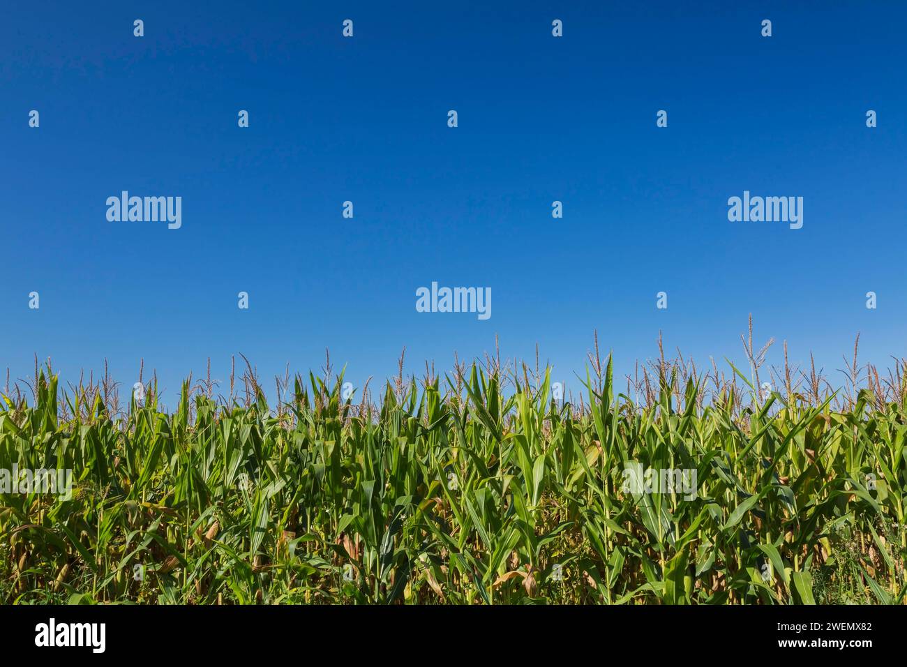 Corn (Zea mays) field in late summer, Quebec, Canada Stock Photo - Alamy