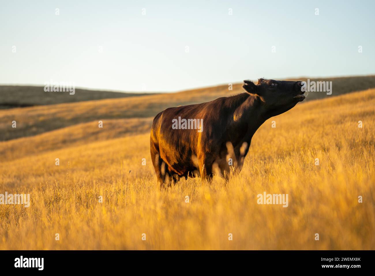 Stud Angus cows in a field free range beef cattle on a farm. Portrait ...