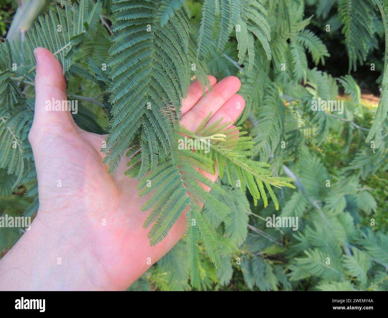 Contact of human beings with nature Stock Photo - Alamy