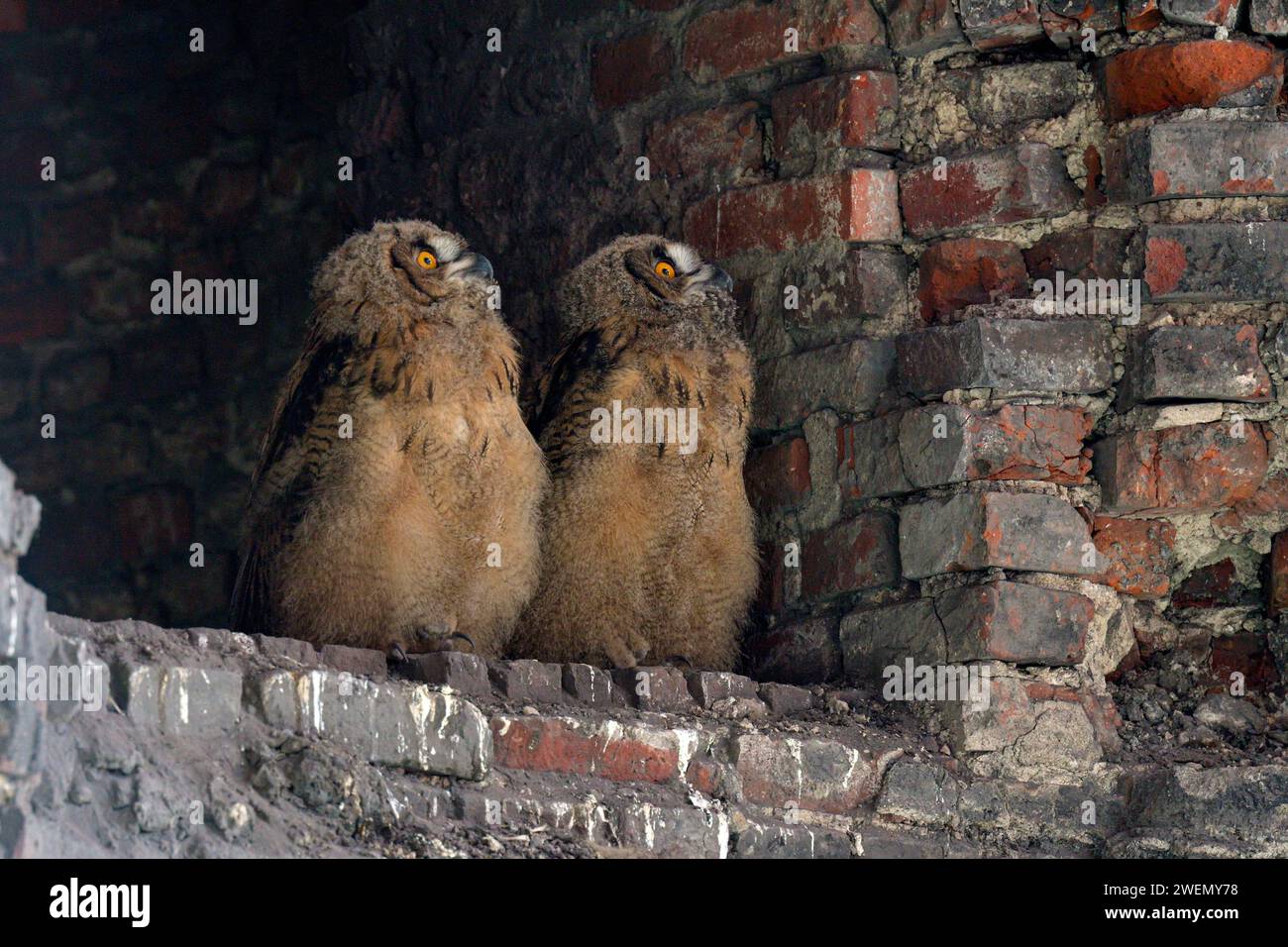 Eurasian eagle-owl (Bubo bubo), young birds after leaving the nest ...