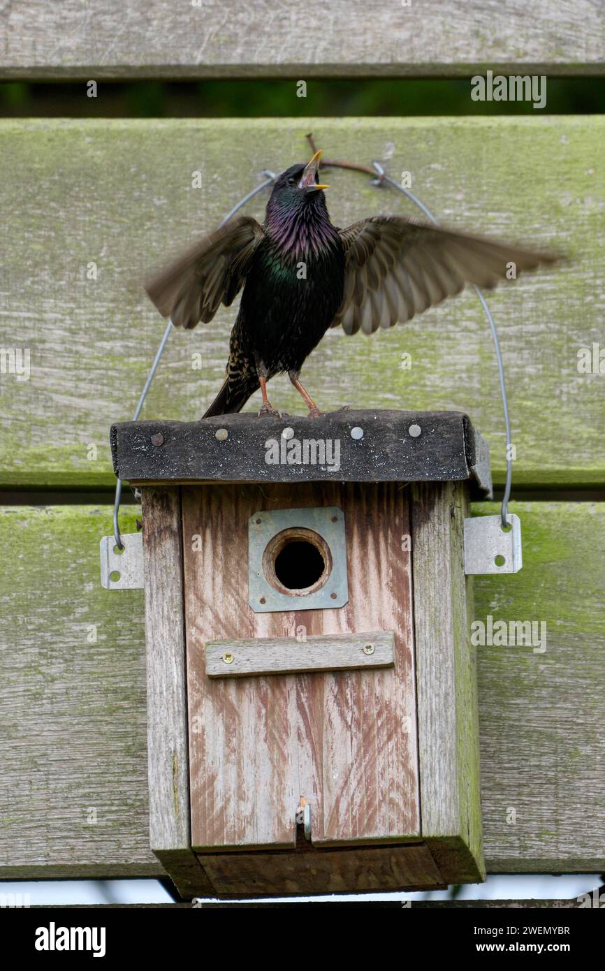 Adult breeding mating behavior hi-res stock photography and images - Alamy