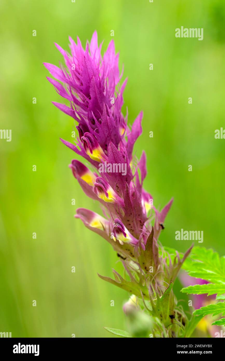 Field cow-wheat (Melampyrum arvense), single flower, on a wild meadow ...