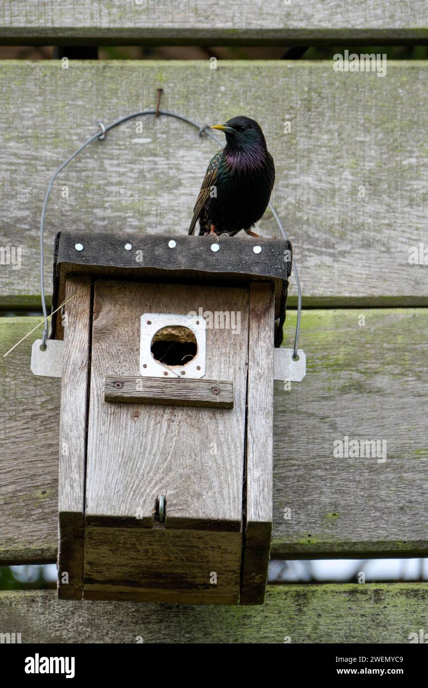 Common starling (Sturnus vulgaris), adult bird on a nesting box, during ...