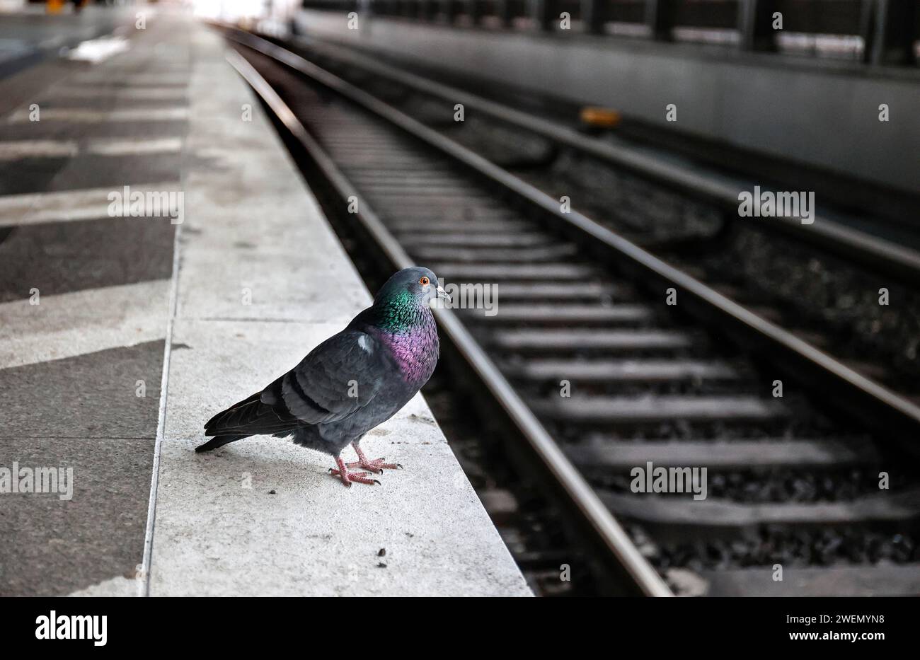 A pigeon sits on the platform at Suedkreuz station. The fourth train ...
