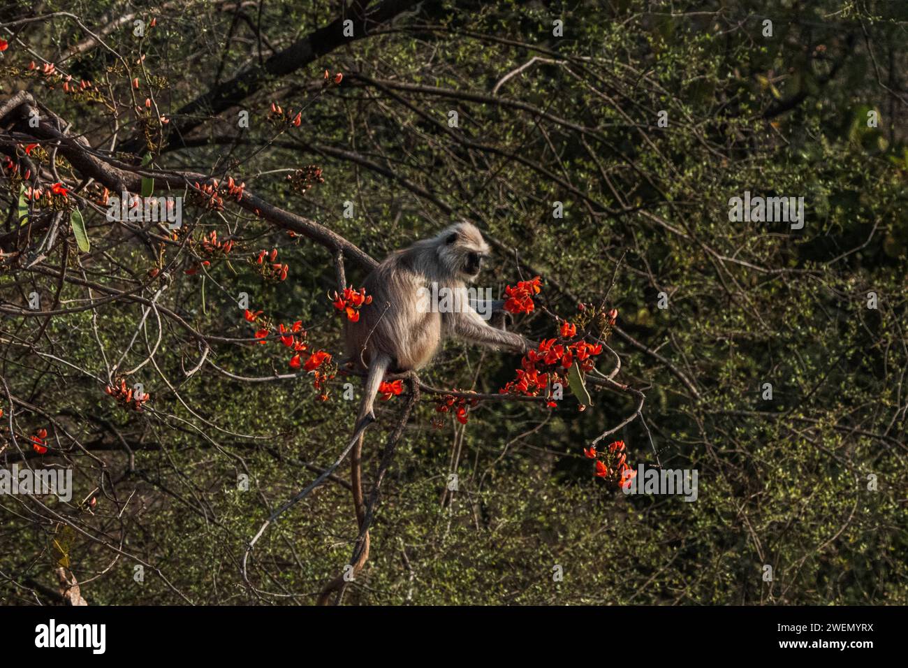 (Presbytis entellus) Monkey in the jungle of Ranthambore National Park ...