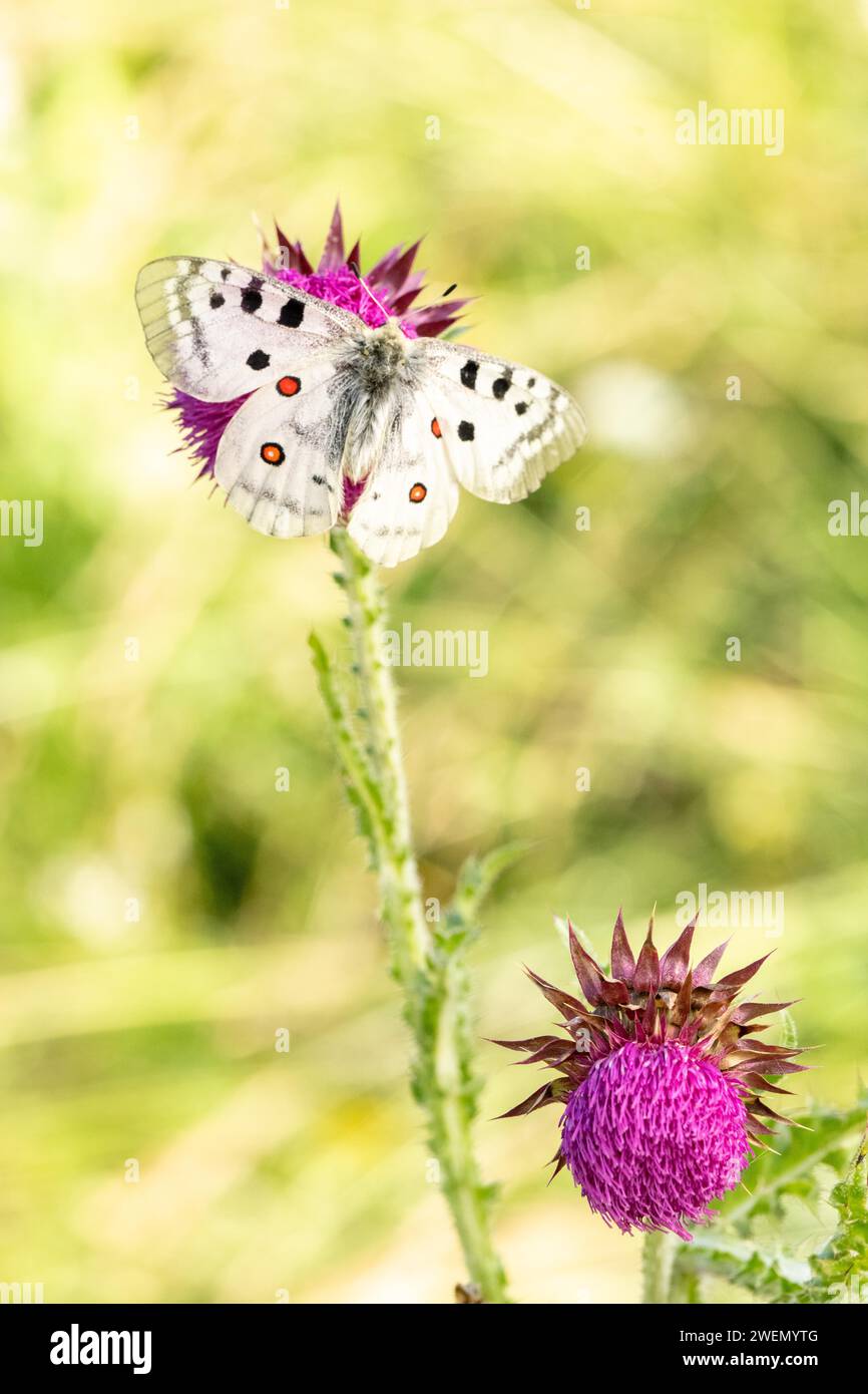 The Apollo butterfly (Parnassius Apollo) typically lives above 1200 ...