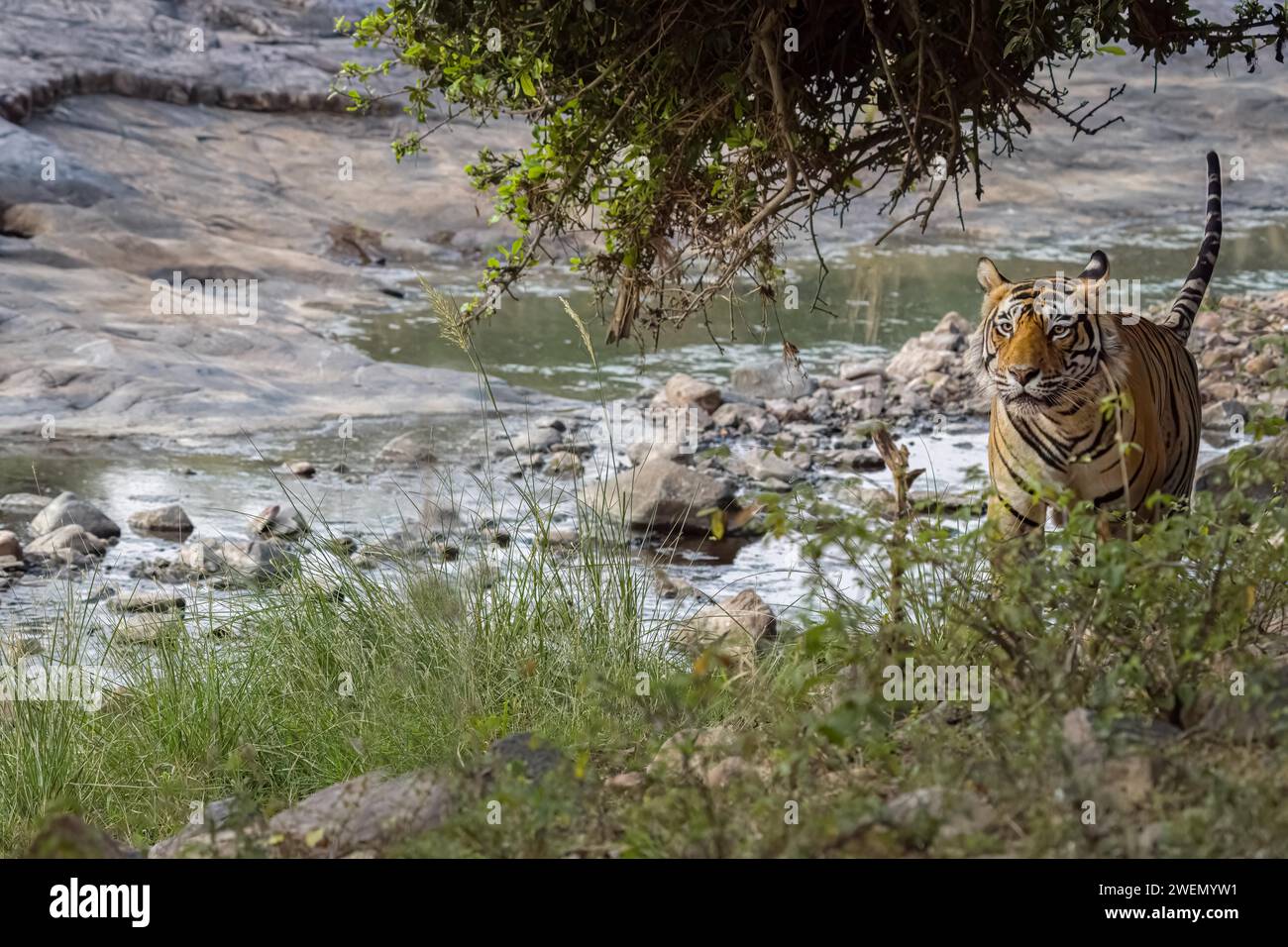 DSC00493- Male tiger (Panthera tigris) photographed in the jungle of ...