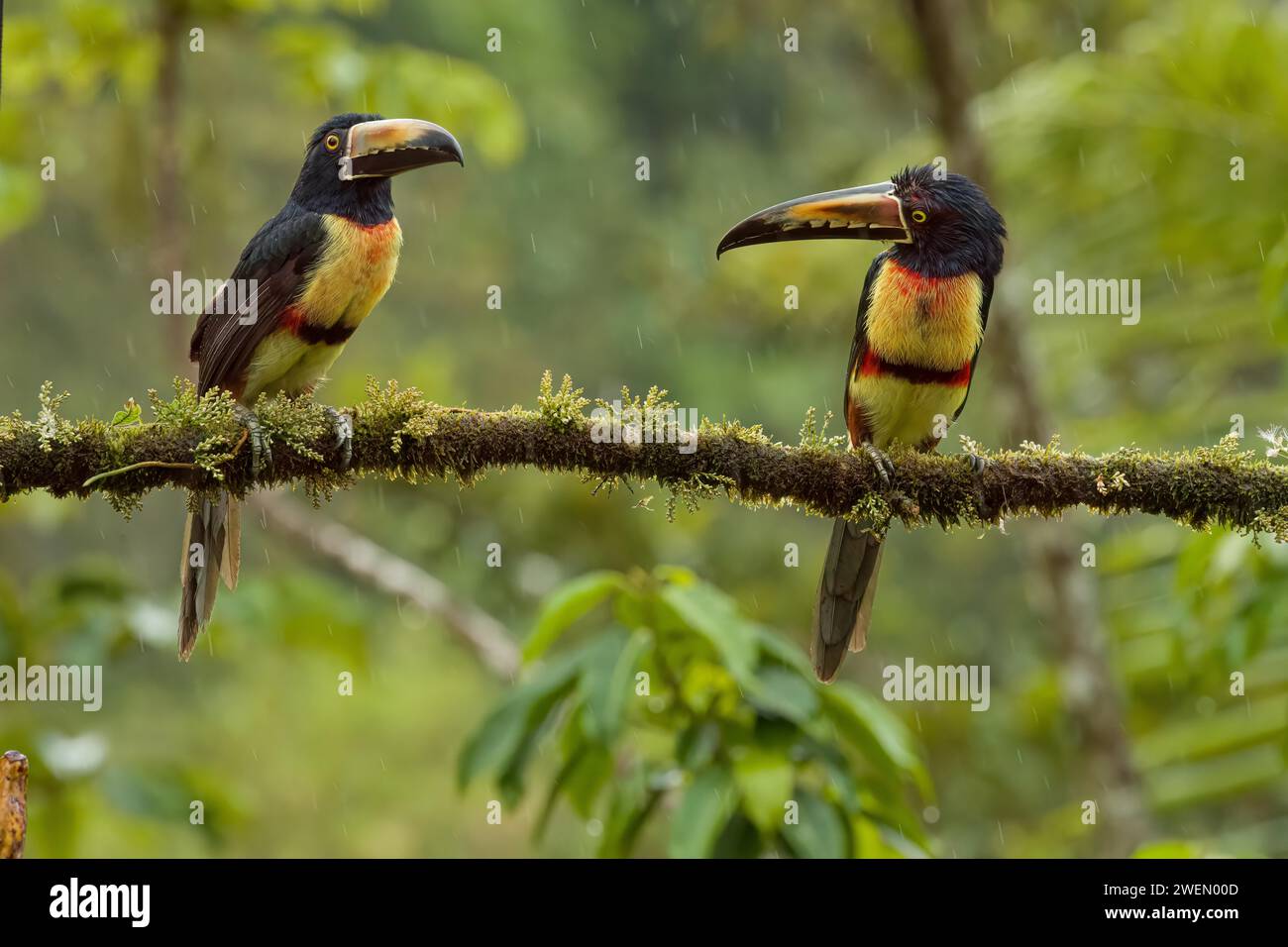 The collared aracari or collared aracari (Pteroglossus torquatus ...