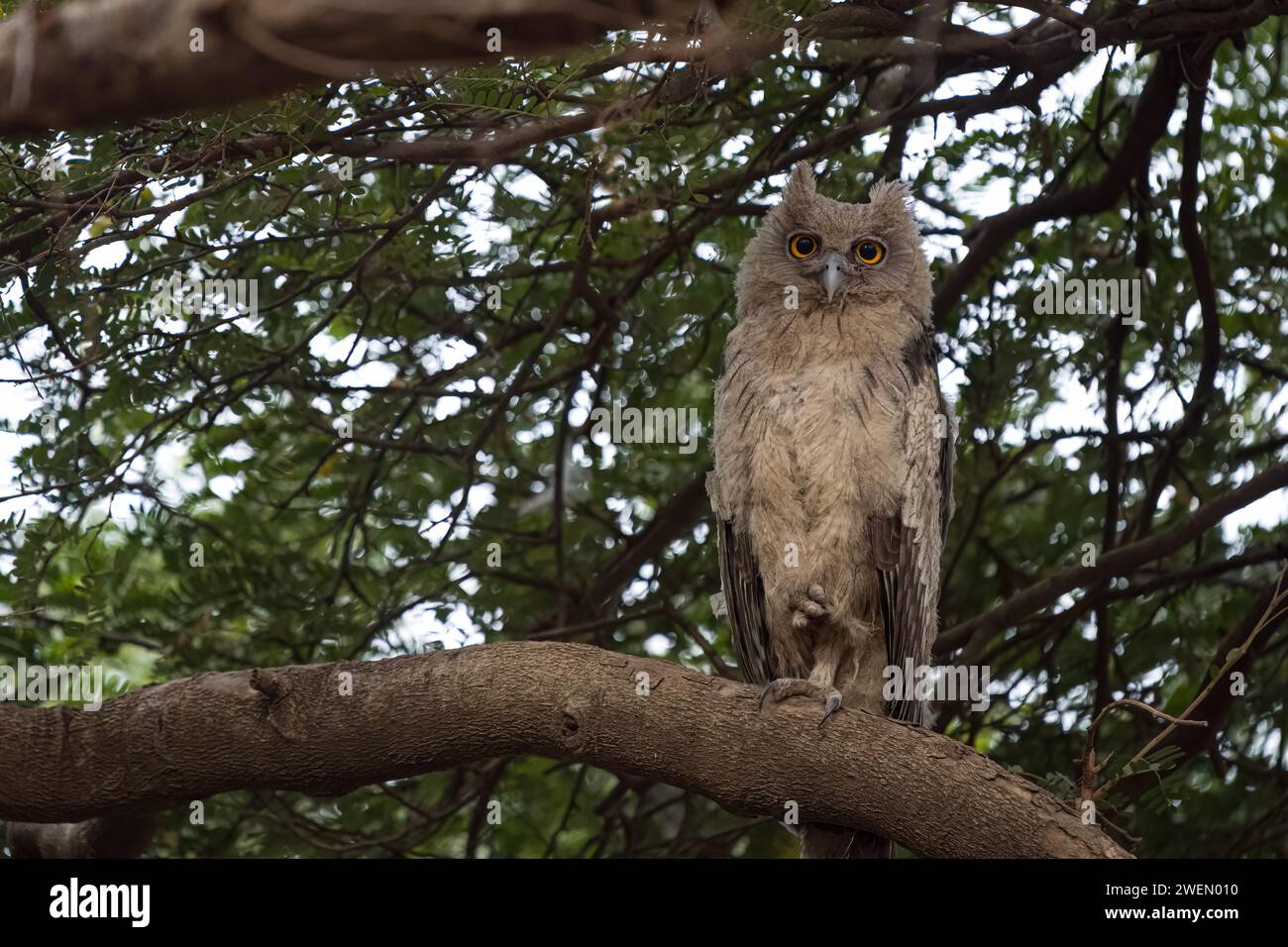 Indian eagle owl (Bubo bengalensis) photographed in the jungle of Ranthambore National Park ...