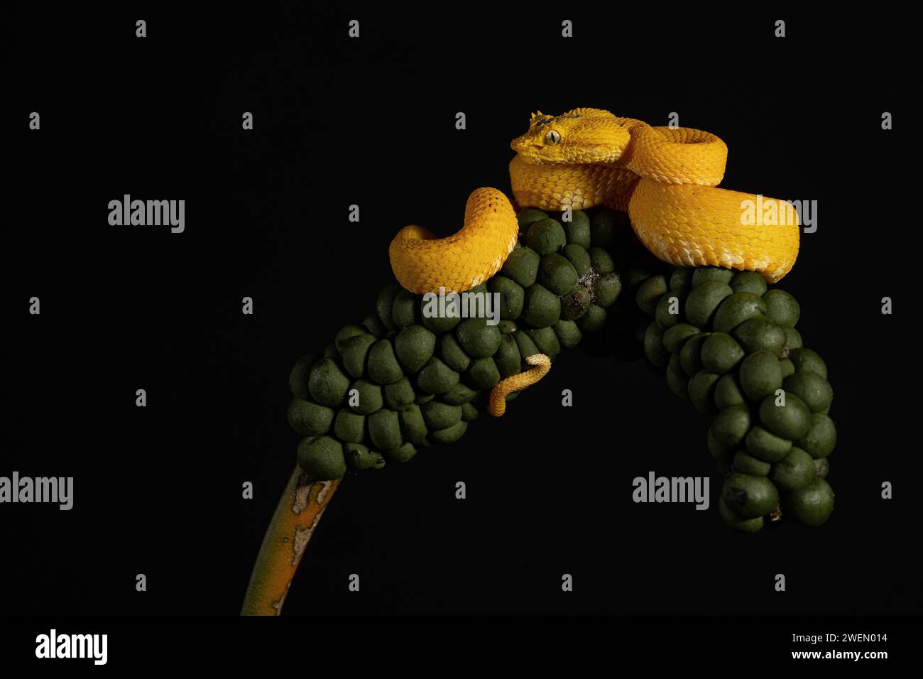 This viper with a disturbing look is the Cigliata viper Bothriechis ...