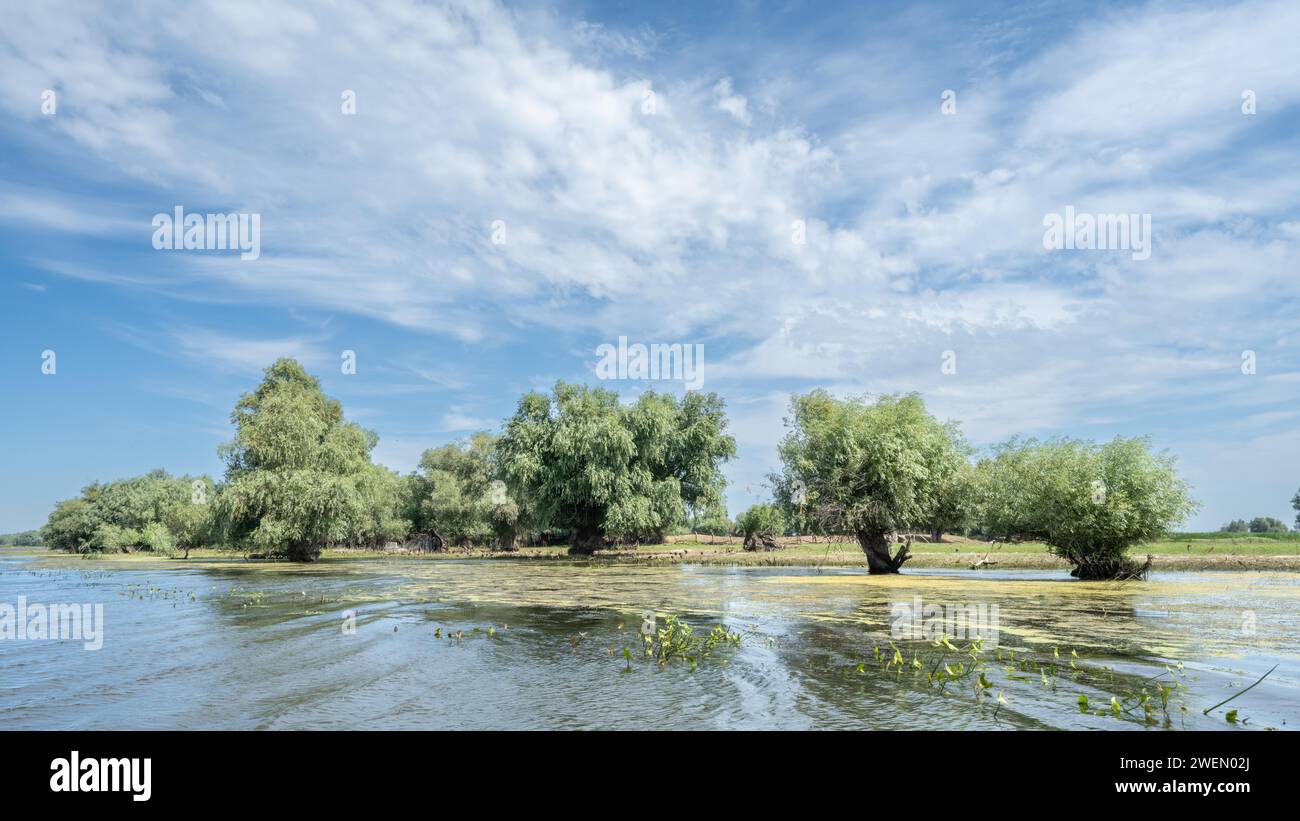 View from the canal towards these large willows Danube Delta Romania ...