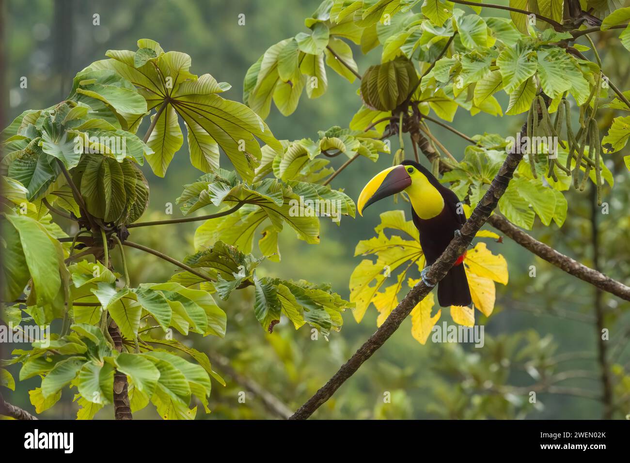 Black mandibled toucan (Ramphastos ambiguus) Costarica Stock Photo - Alamy