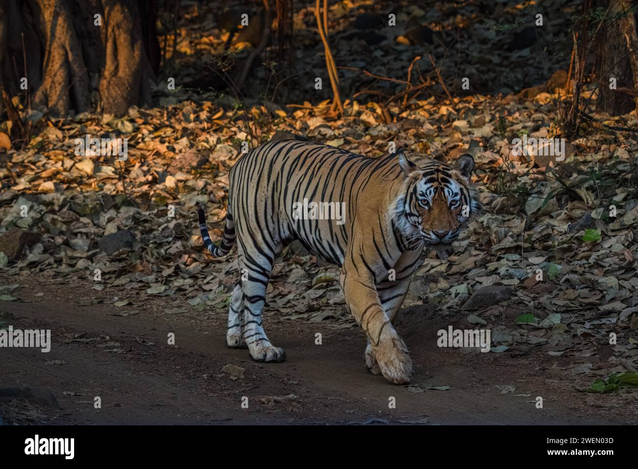 Male tiger (Panthera tigris) photographed in the jungle of Ranthambore ...