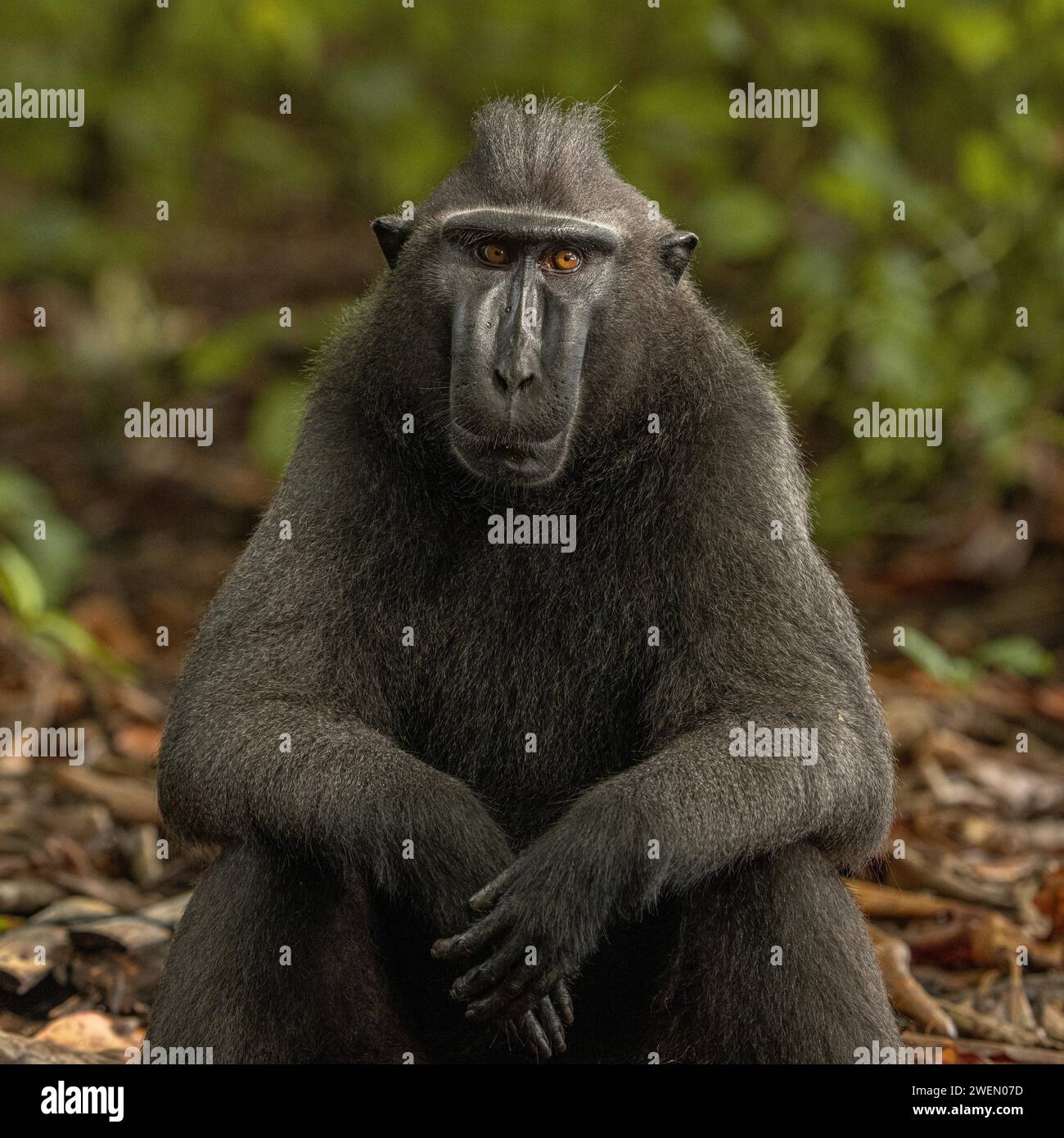Crested macaque (Macaca nigra) This shot made in Tangkoko National Park ...