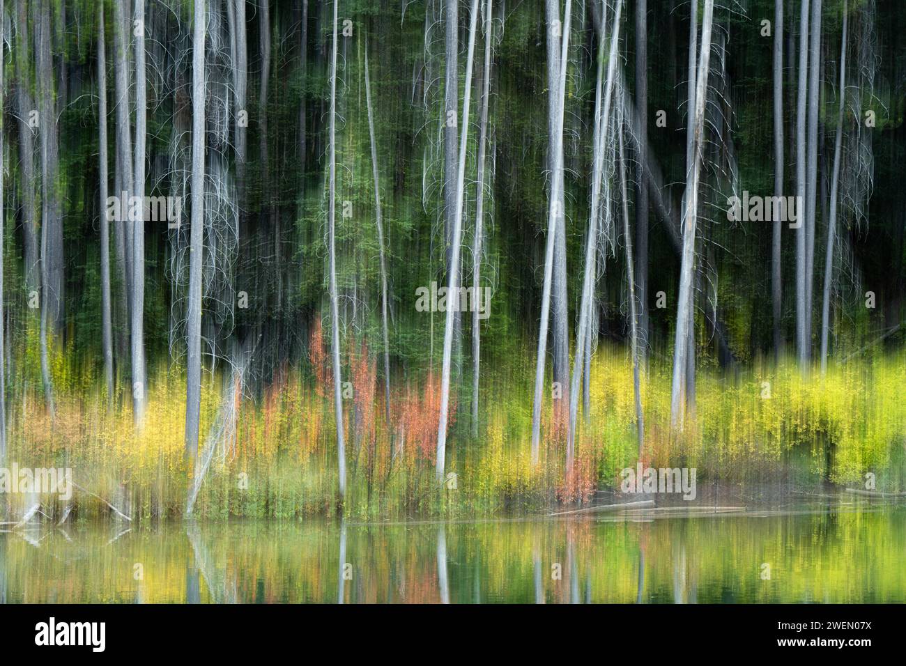 Birch forest on the lake, Rockys Mountain Alberta Canada Stock Photo ...