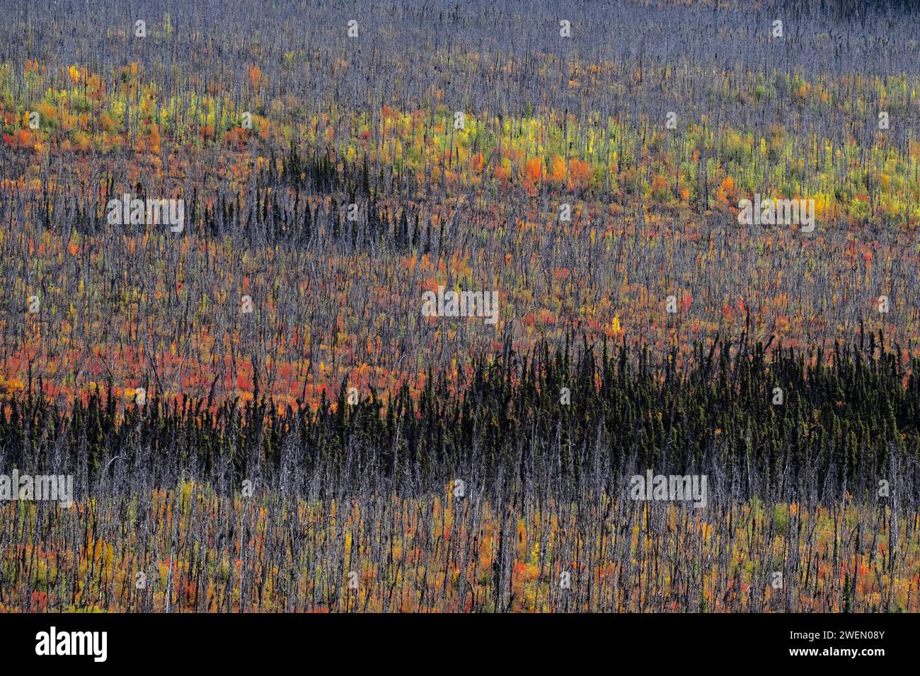 North american taiga hi-res stock photography and images - Alamy