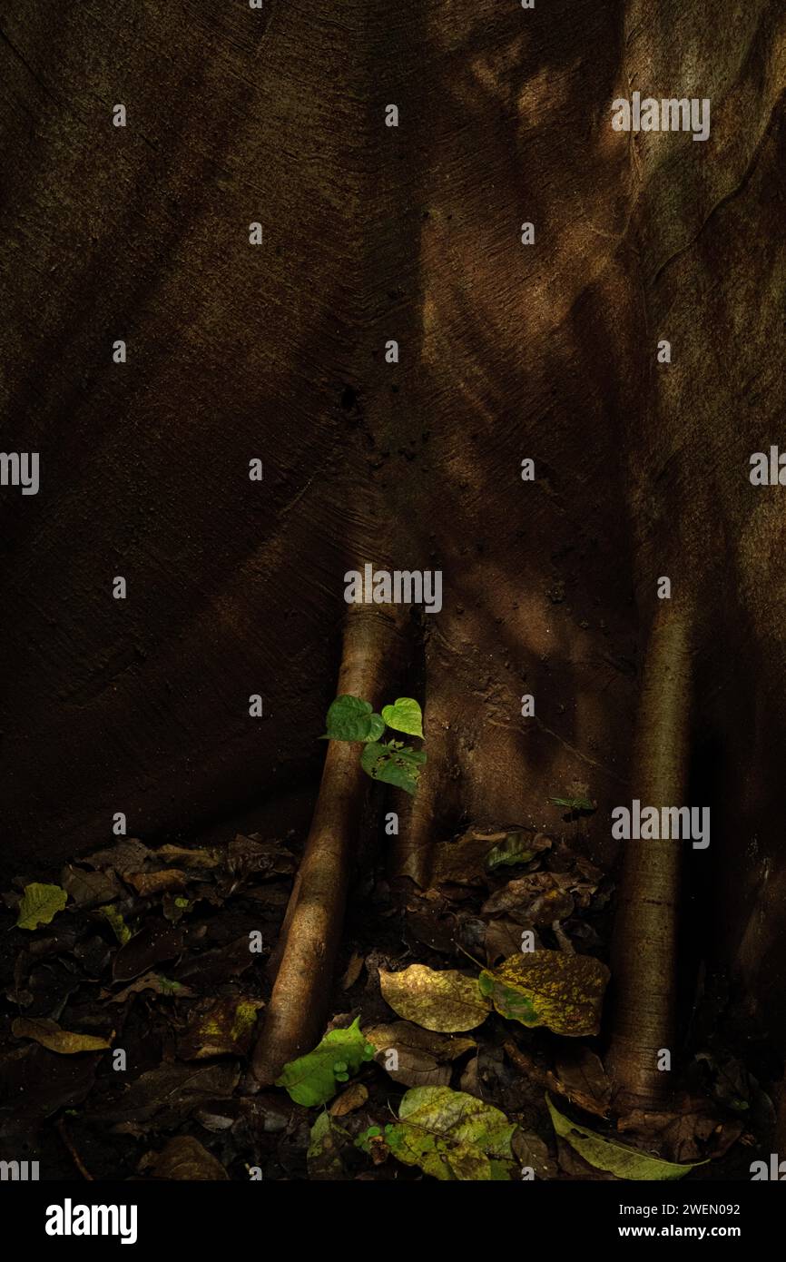 Rain forest, trees, Tangkoko National Park Sulawesi Indonesia Stock ...