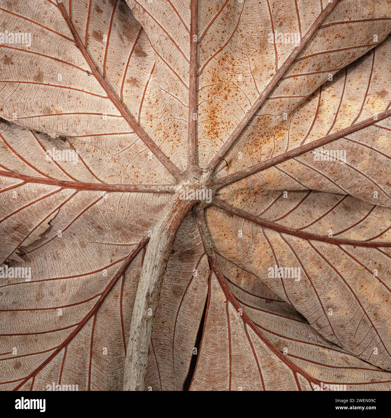 Cecropia leaf hi-res stock photography and images - Alamy