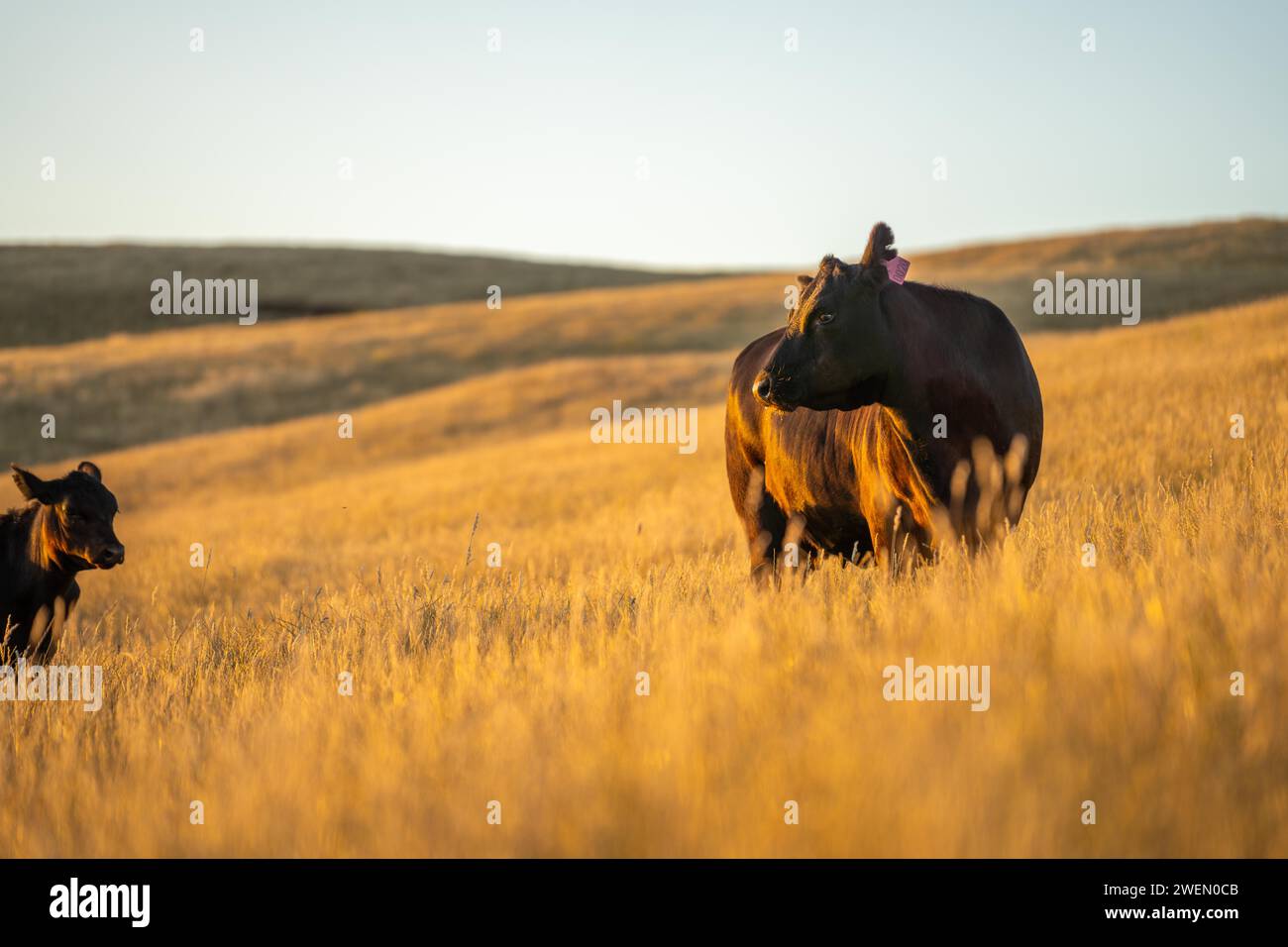 Stud Angus cows in a field free range beef cattle on a farm. Portrait ...