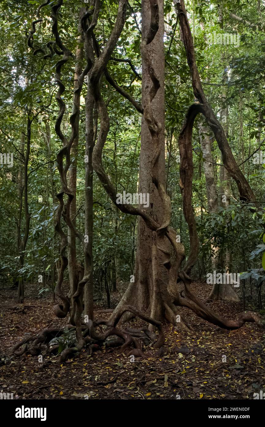 Aerial roots of a large tree. National Park Sulawesi indonesia Stock ...