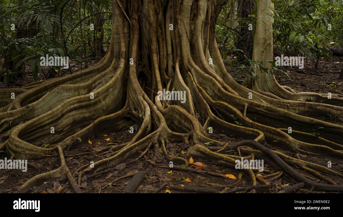 Rain forest, trees, Tangkoko National Park Sulawesi Indonesia Stock ...