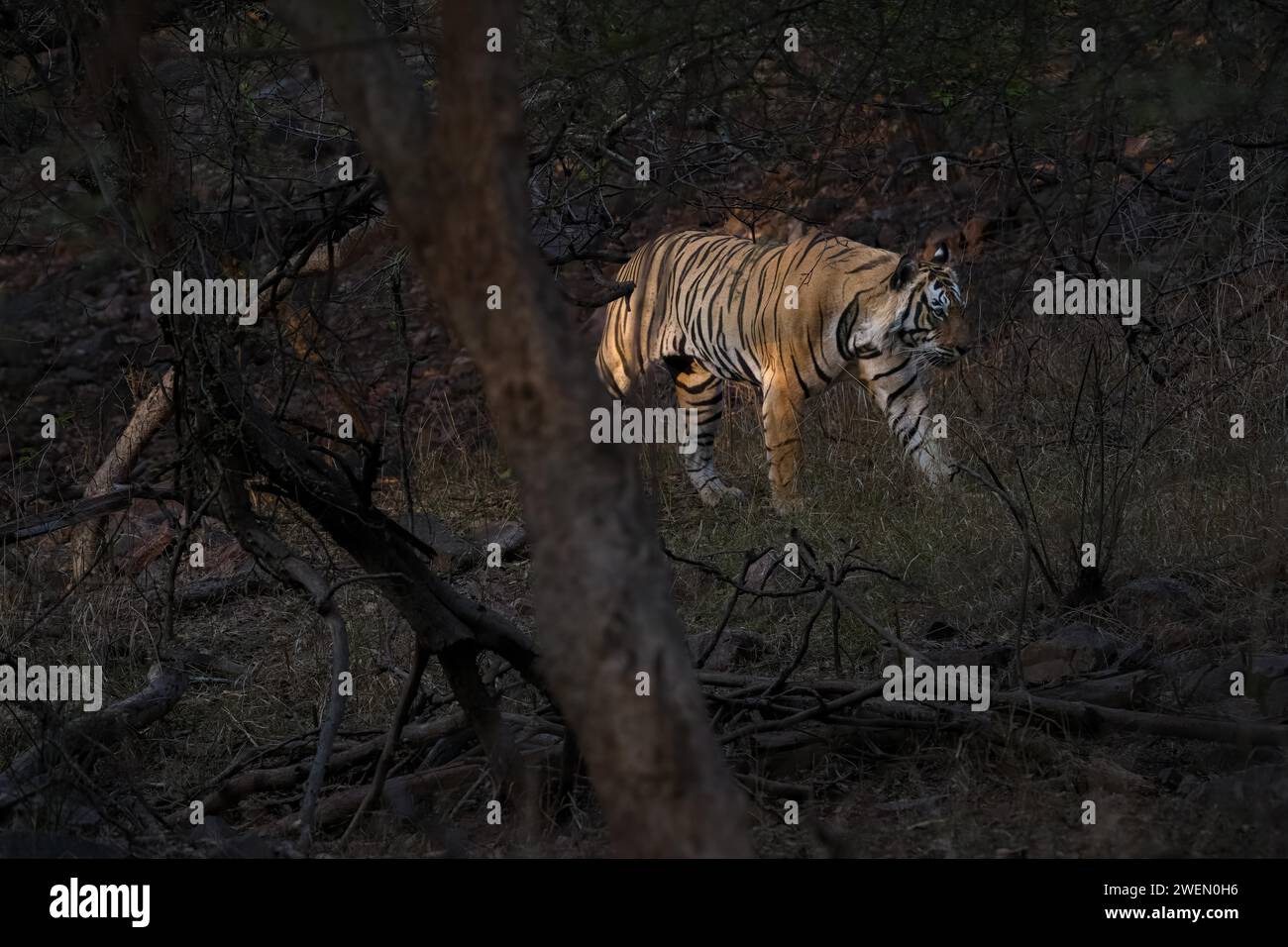 Male tiger (Panthera tigris) photographed in the jungle of Ranthambore ...