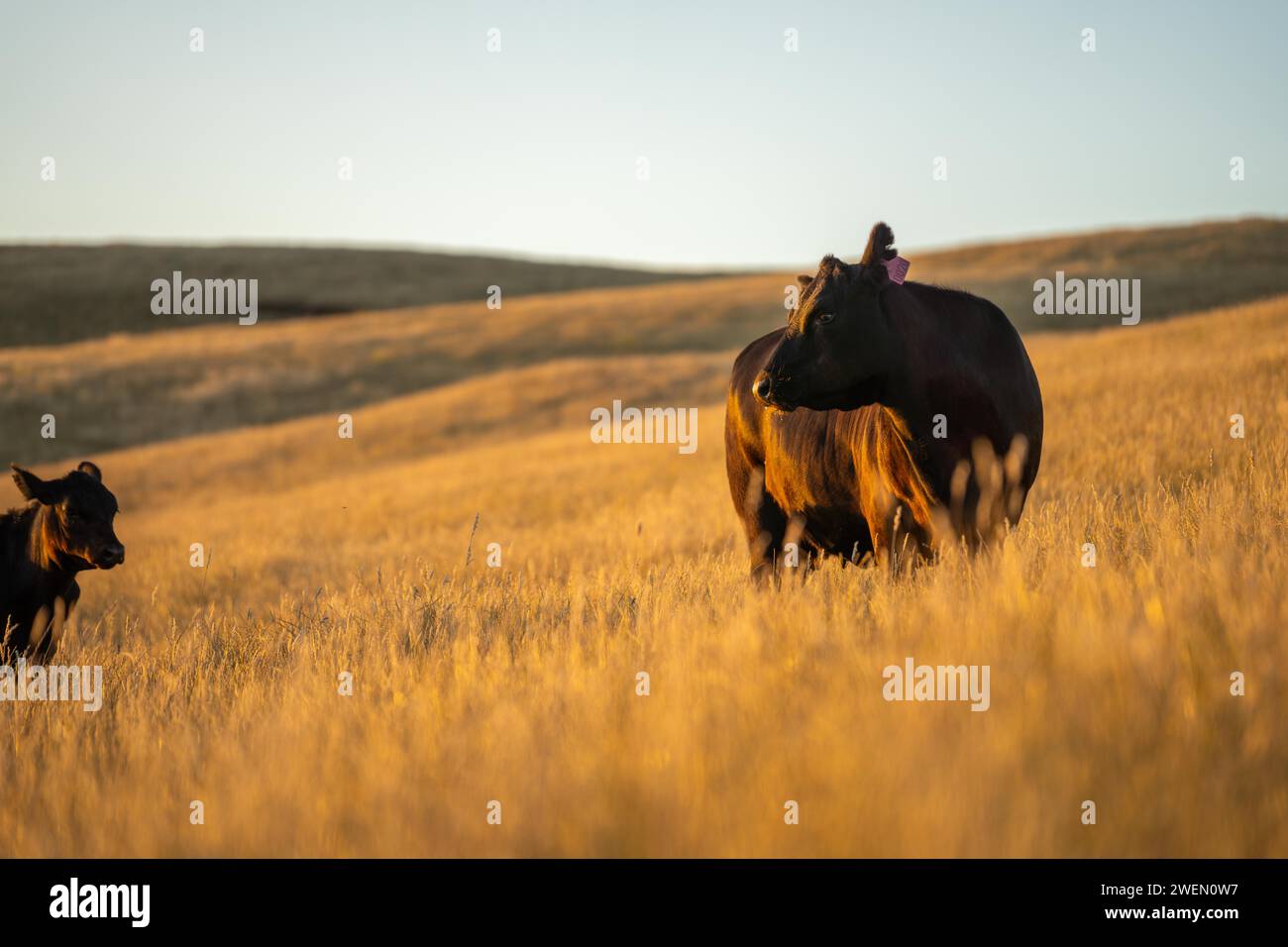 beautiful cows on a farm, beef cattle production in a hot summer, Stud ...