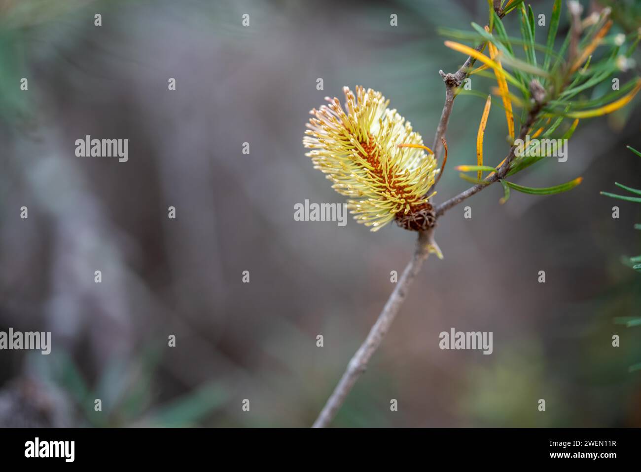 australian native yellow flowers in the bush in spring Stock Photo - Alamy